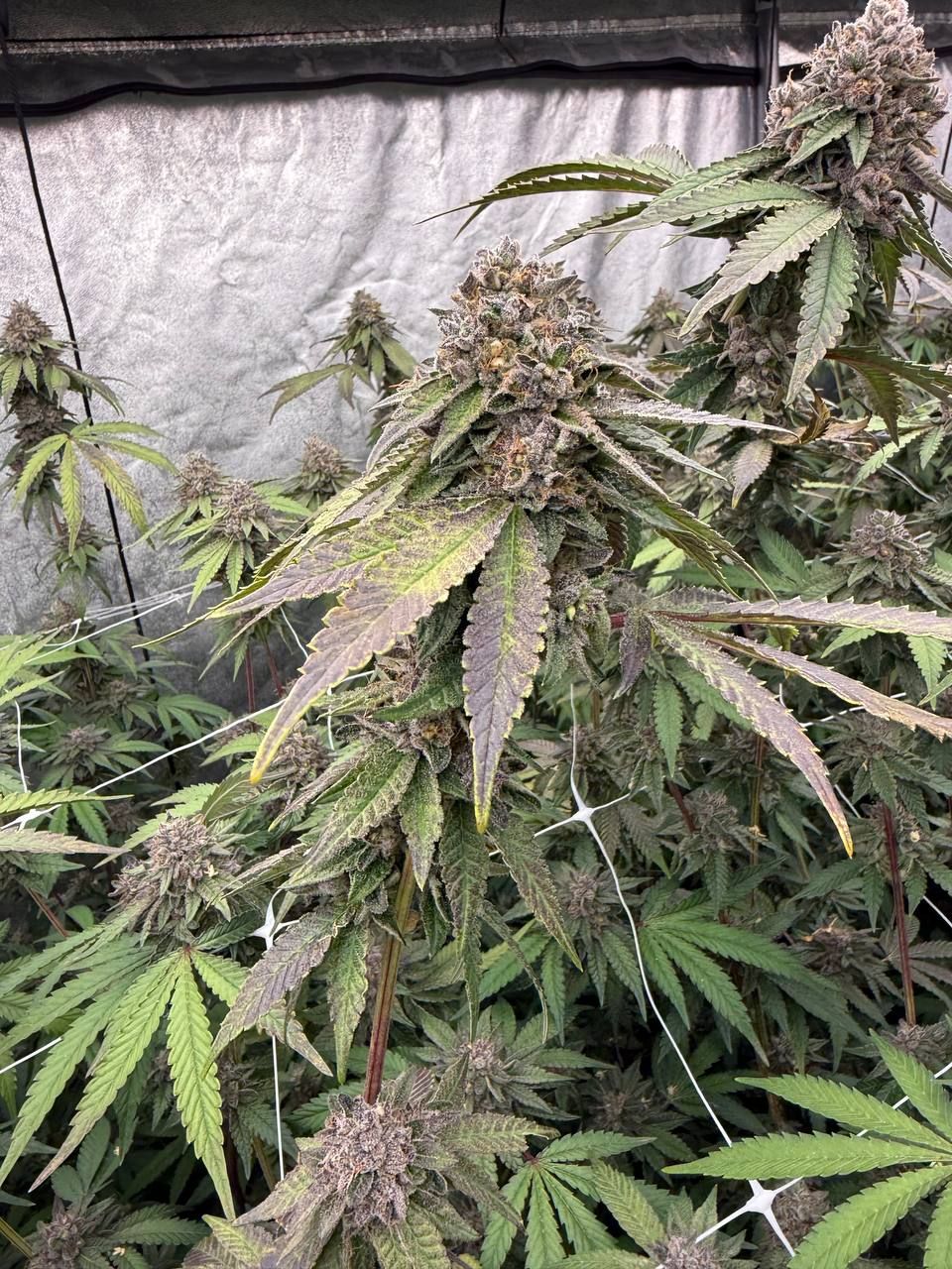 FastBuds Samen kaufen | Die schnellsten Autoflower-Seeds – MischSeeds