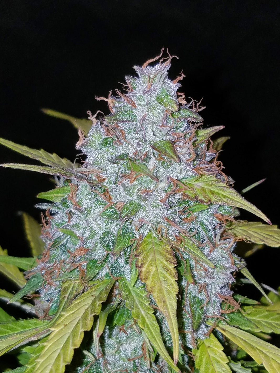 FastBuds Samen kaufen | Die schnellsten Autoflower-Seeds – MischSeeds