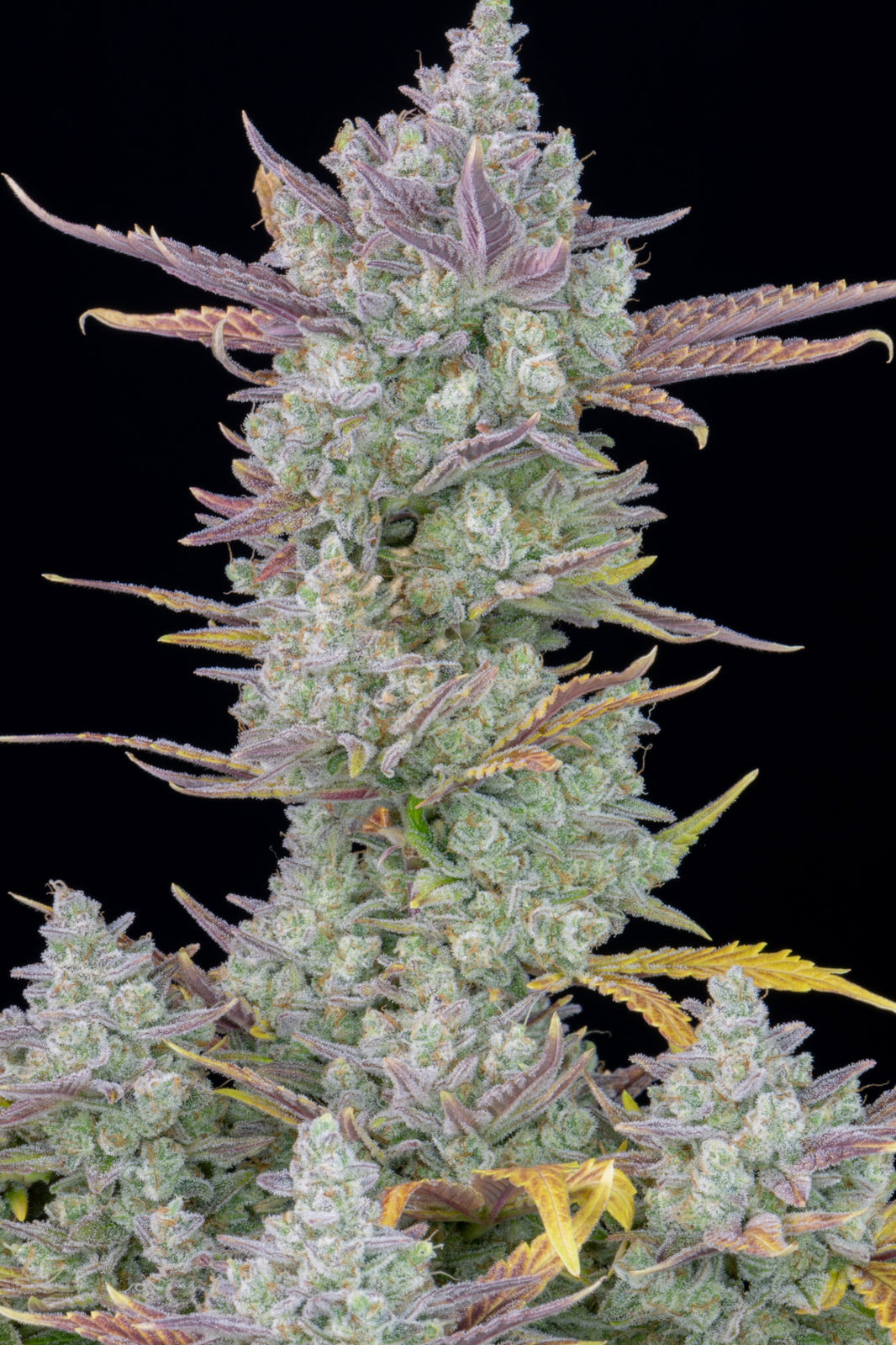 FastBuds Samen kaufen 🇺🇸 Cali-Autoflowers | MischSeeds