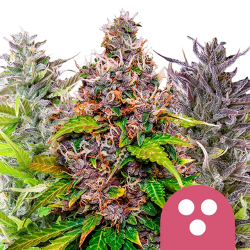 Royal Queen Seeds kaufen | RQS Premium Cannabis Samen 👑 – MischSeeds